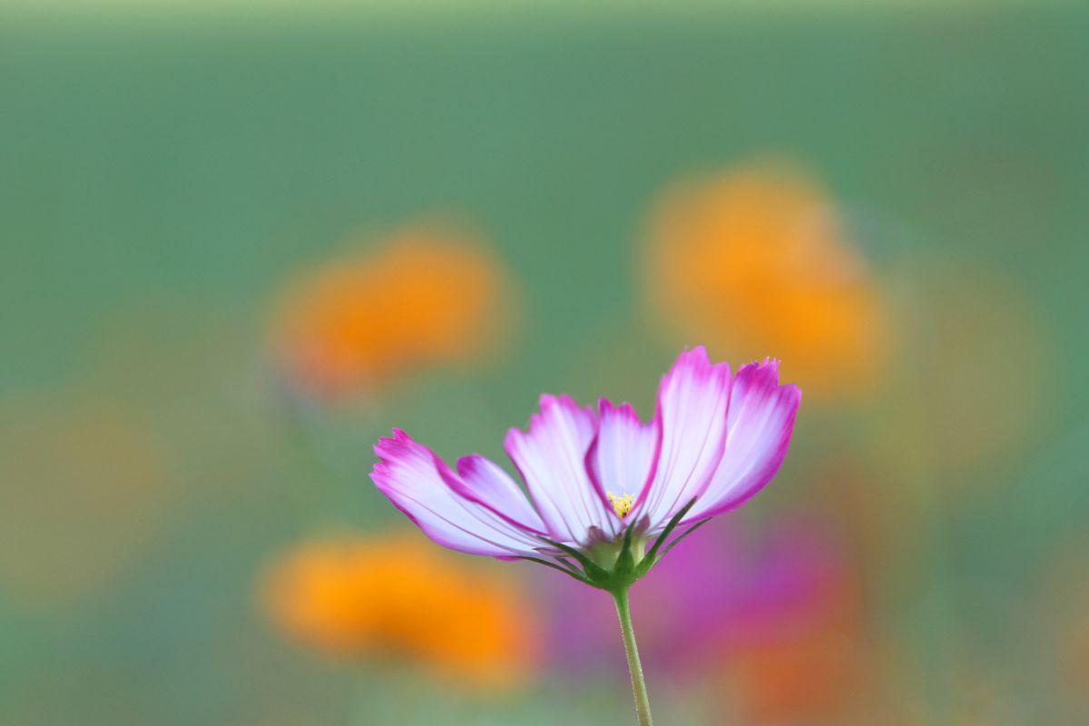 Autumn dream | GANREF