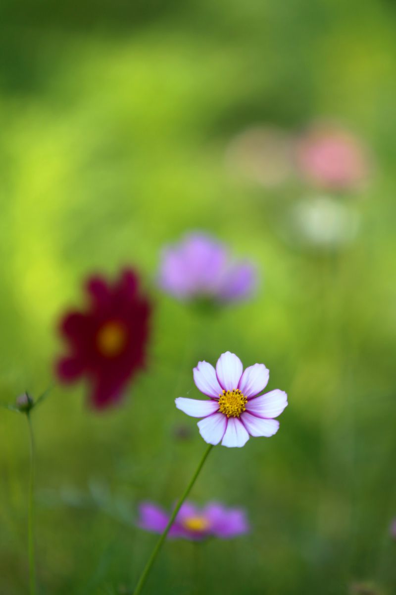 Autumn color | GANREF