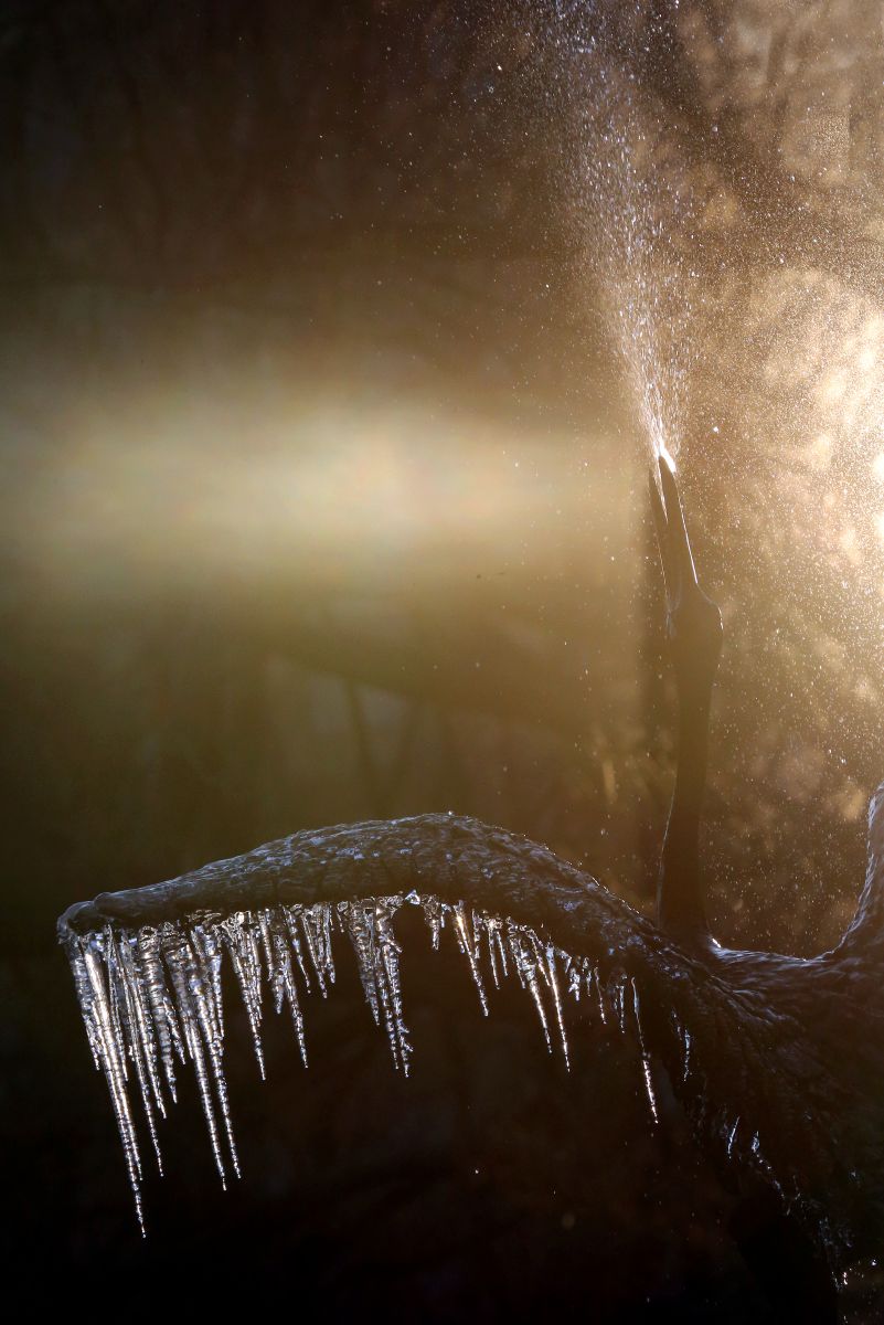 Cold morning | GANREF