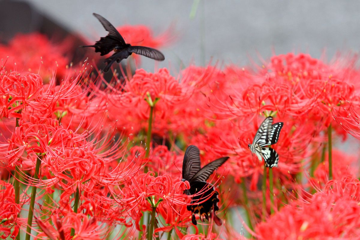 Autumn dance | GANREF