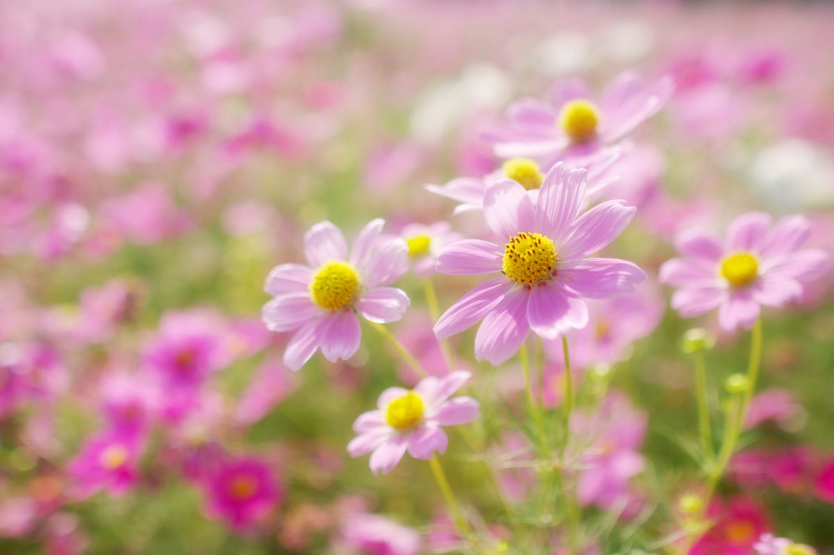 Natural bouquet♪ | GANREF