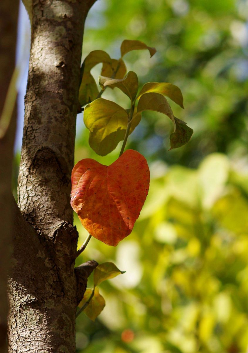 September song | GANREF