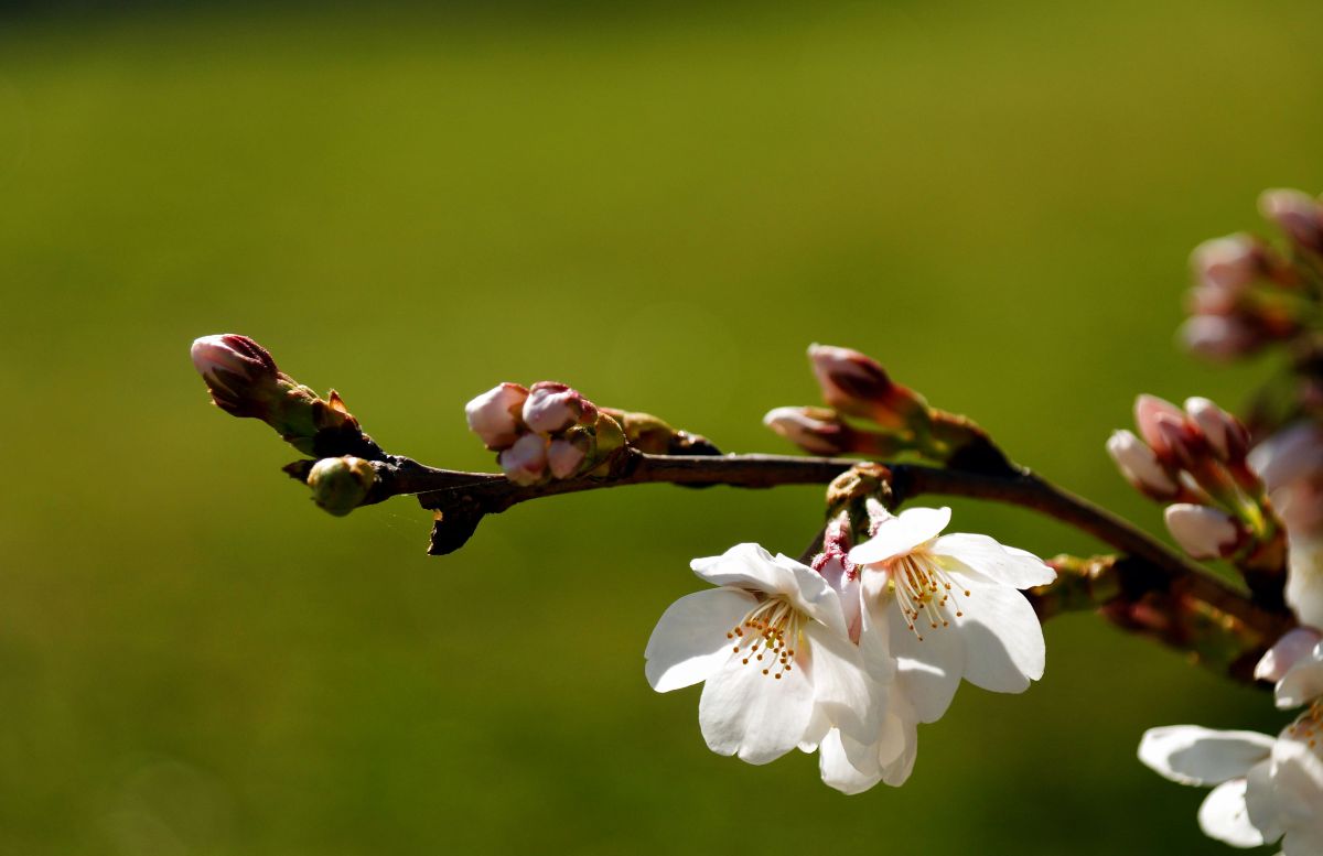 Before After | GANREF