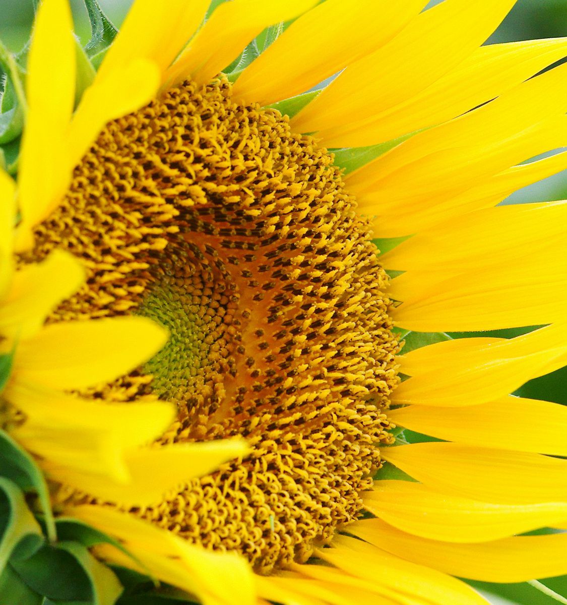 Sun flower | GANREF