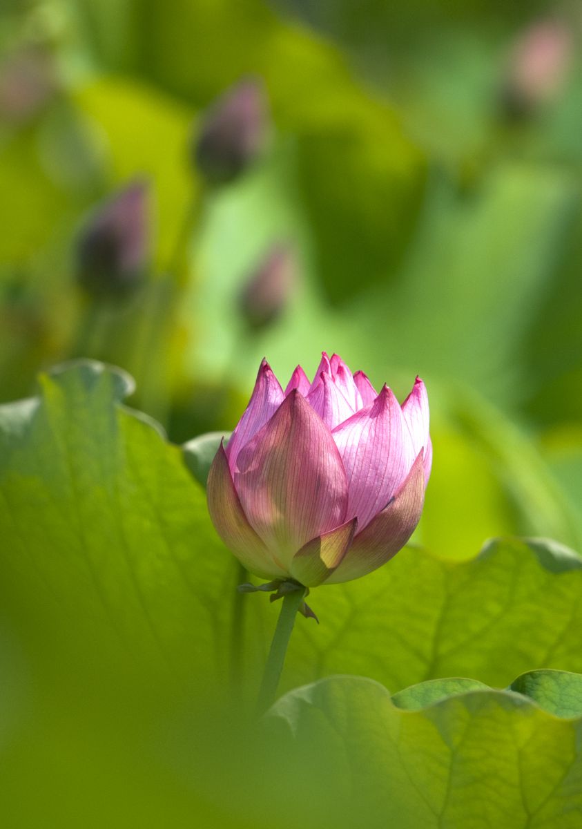First Lotus Flower ④2016 | GANREF