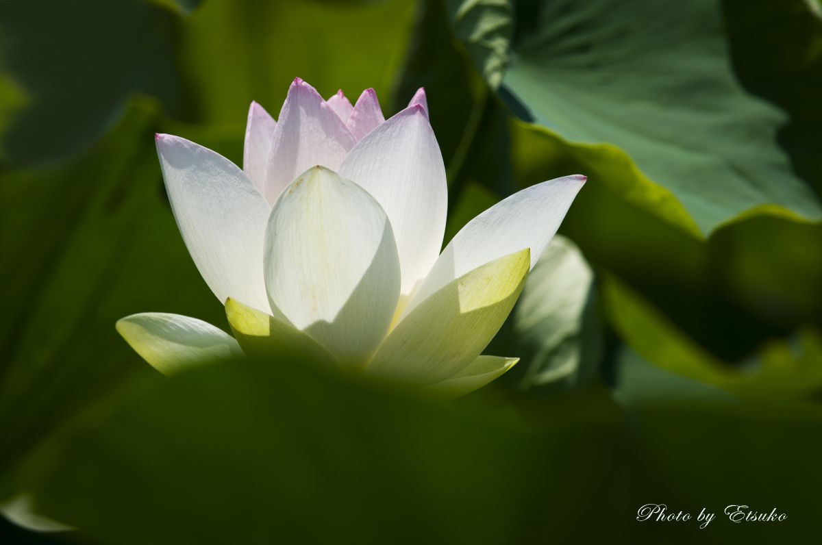 First Lotus Flower ① 2016 | GANREF