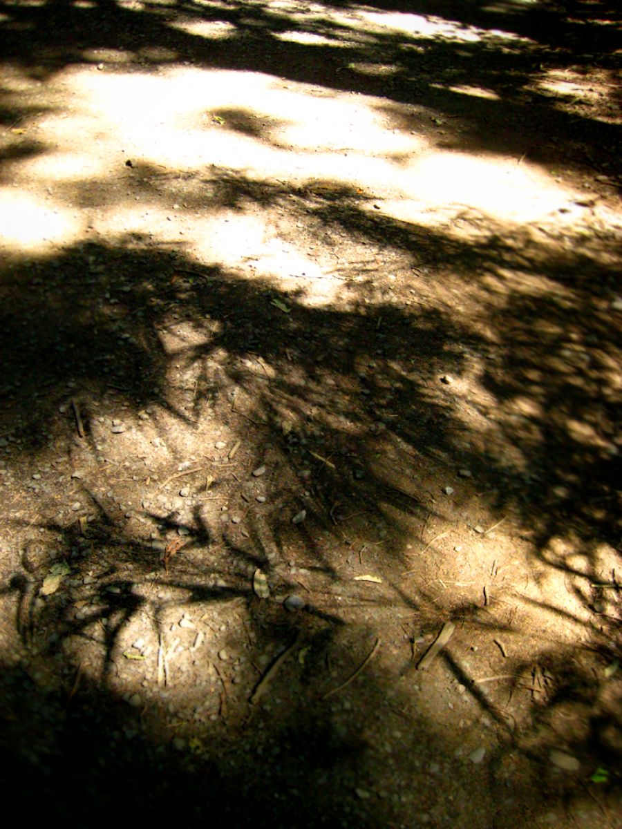 tender shadow | GANREF