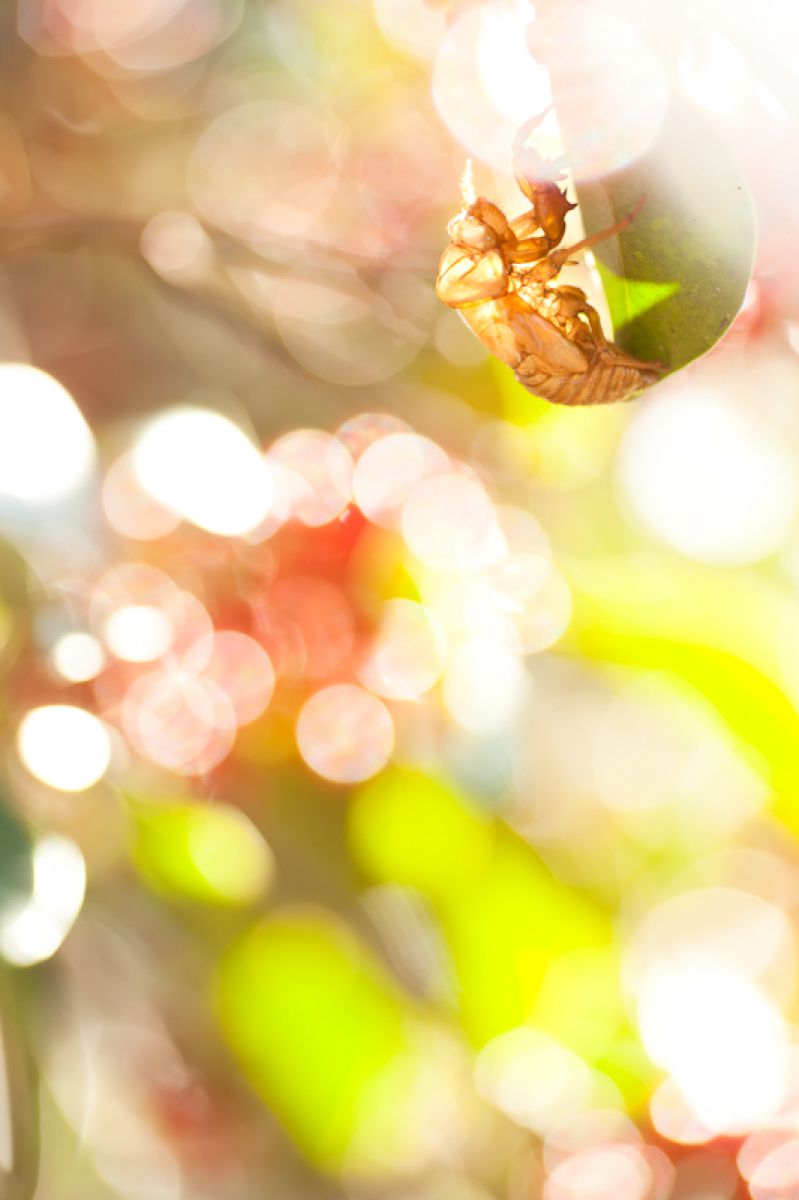 イブの空蝉 | GANREF