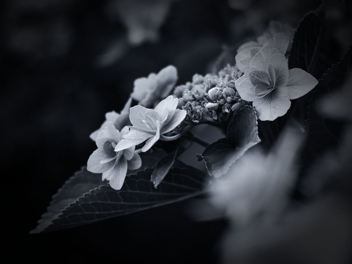 ひっそりと.JPG | GANREF