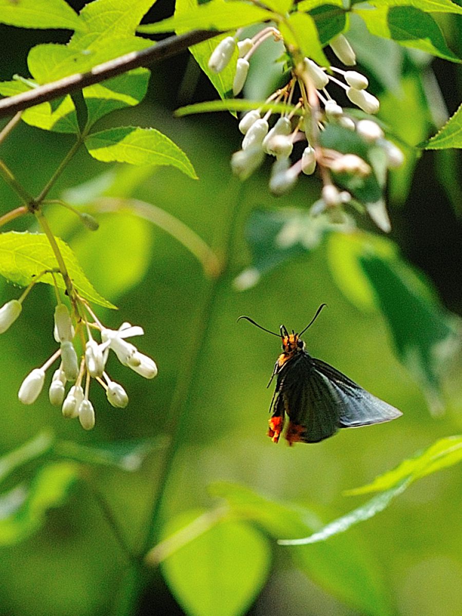 目にはアオバⅠ | GANREF