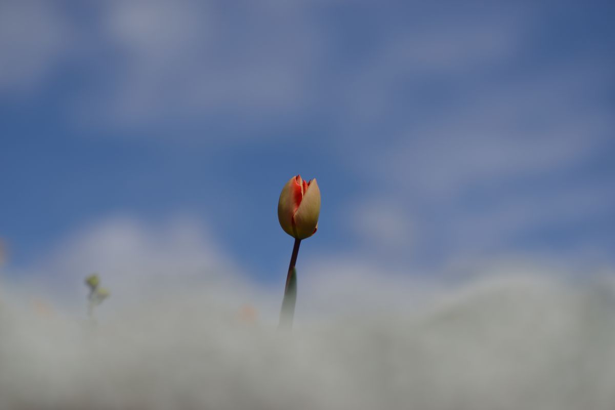 Above the clouds | GANREF