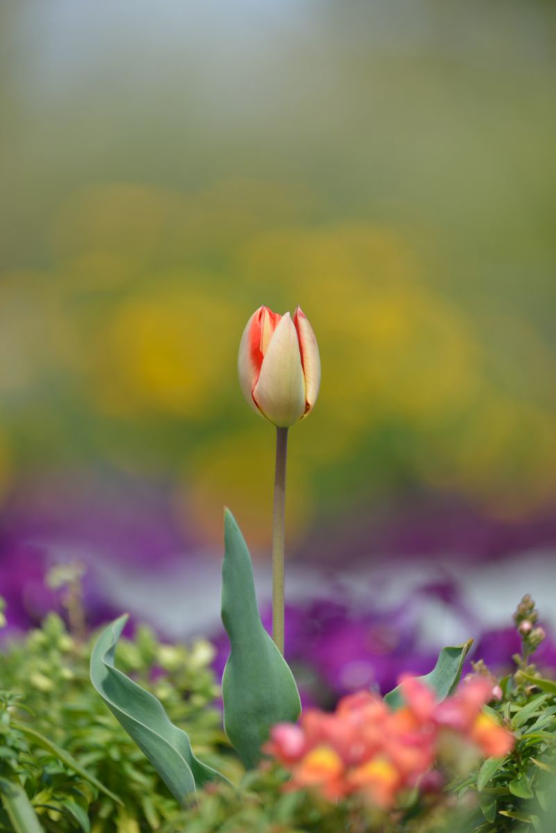 Tulip | GANREF