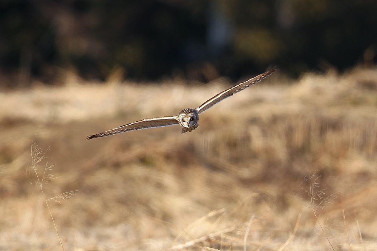 Manual Focus | GANREF