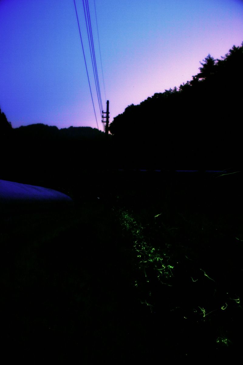 firefly river | GANREF