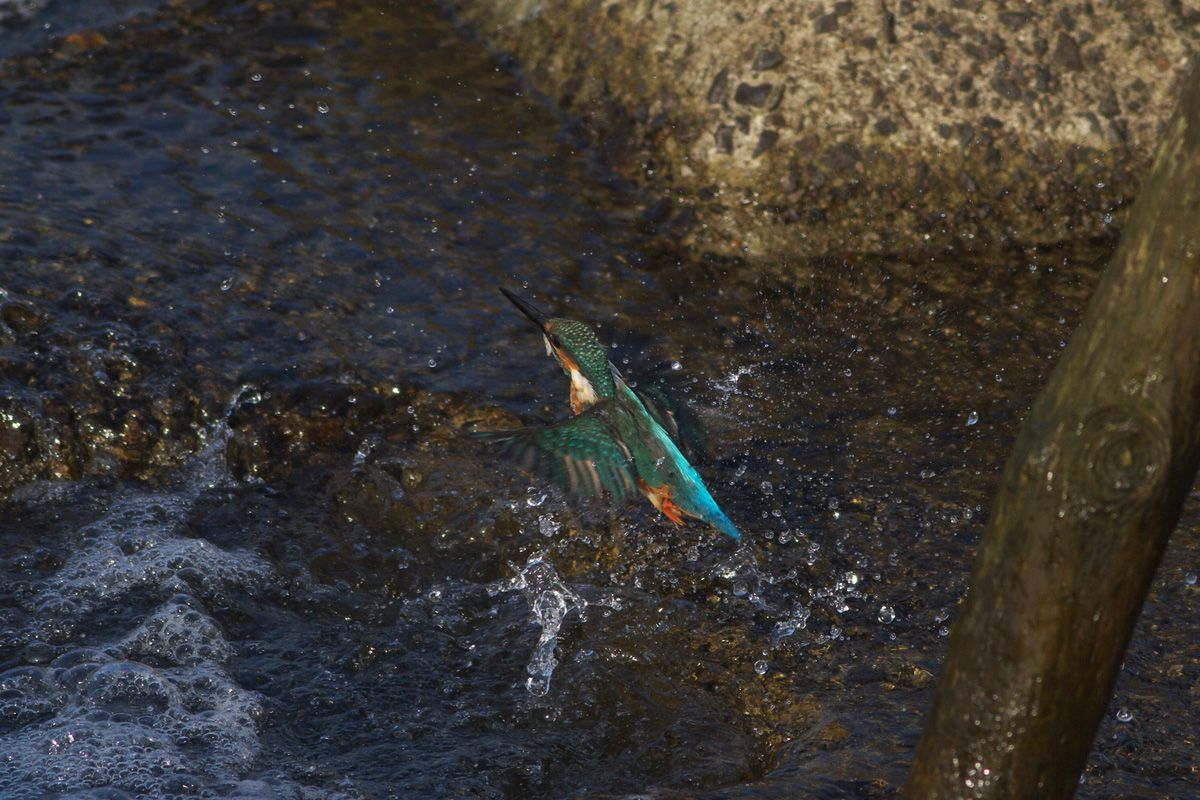 7Dで飛び出し！ | GANREF