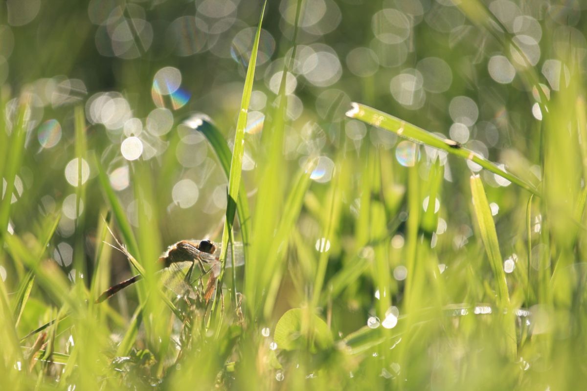 一杯の輝き.jpg | GANREF