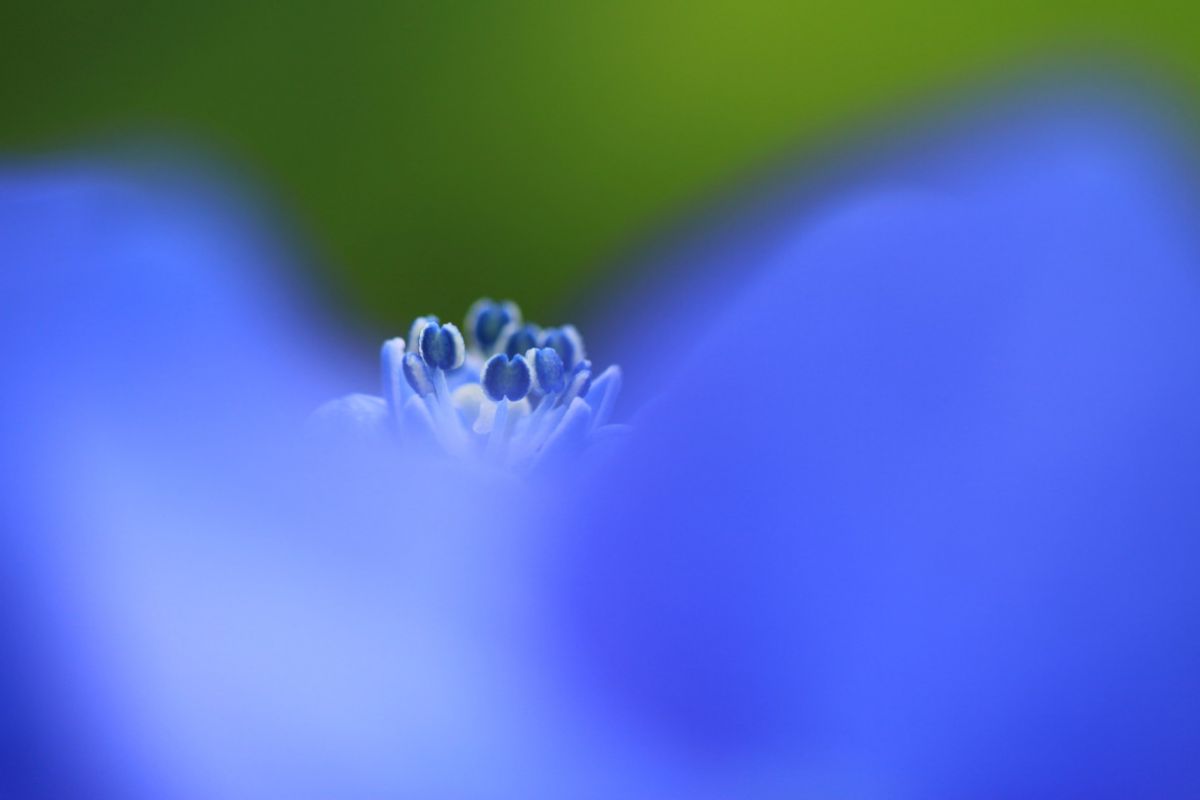 青い夢.jpg | GANREF