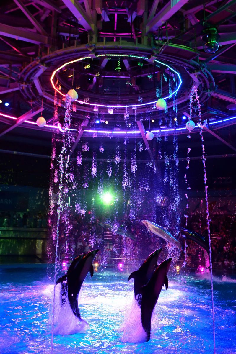 Rainbow dolphin_1 | GANREF