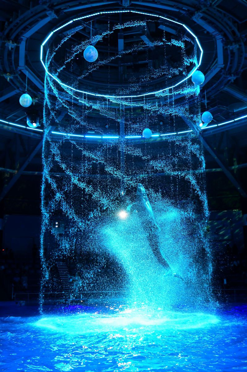 Rainbow dolphin_2 | GANREF