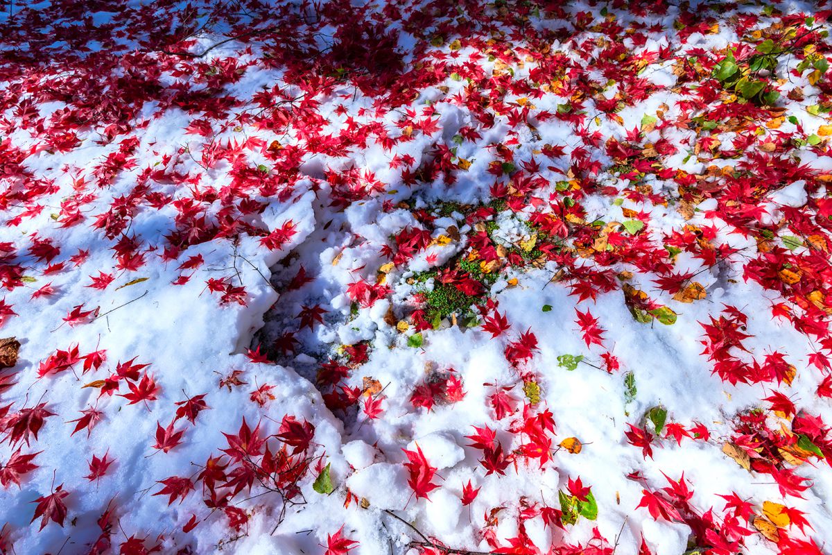 autumn and winter | GANREF