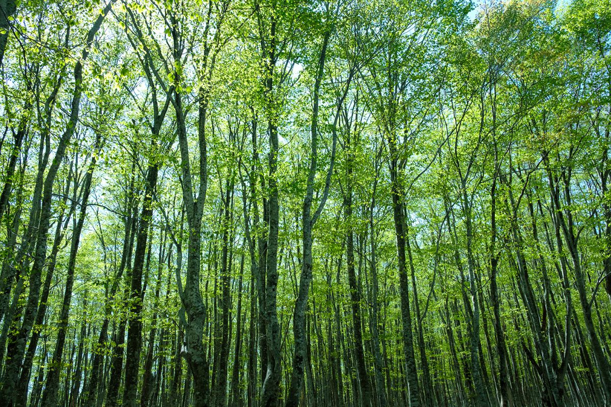 Fresh green | GANREF