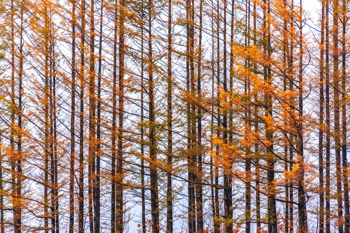 Autumn screen | GANREF