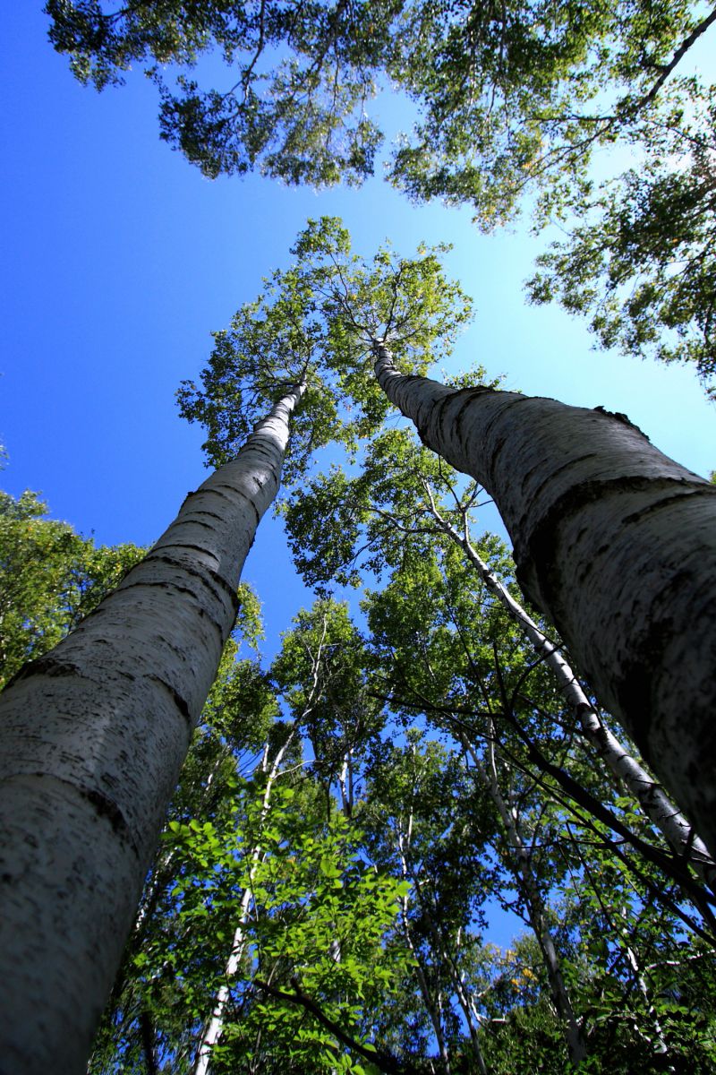 押し上げるチカラ | GANREF