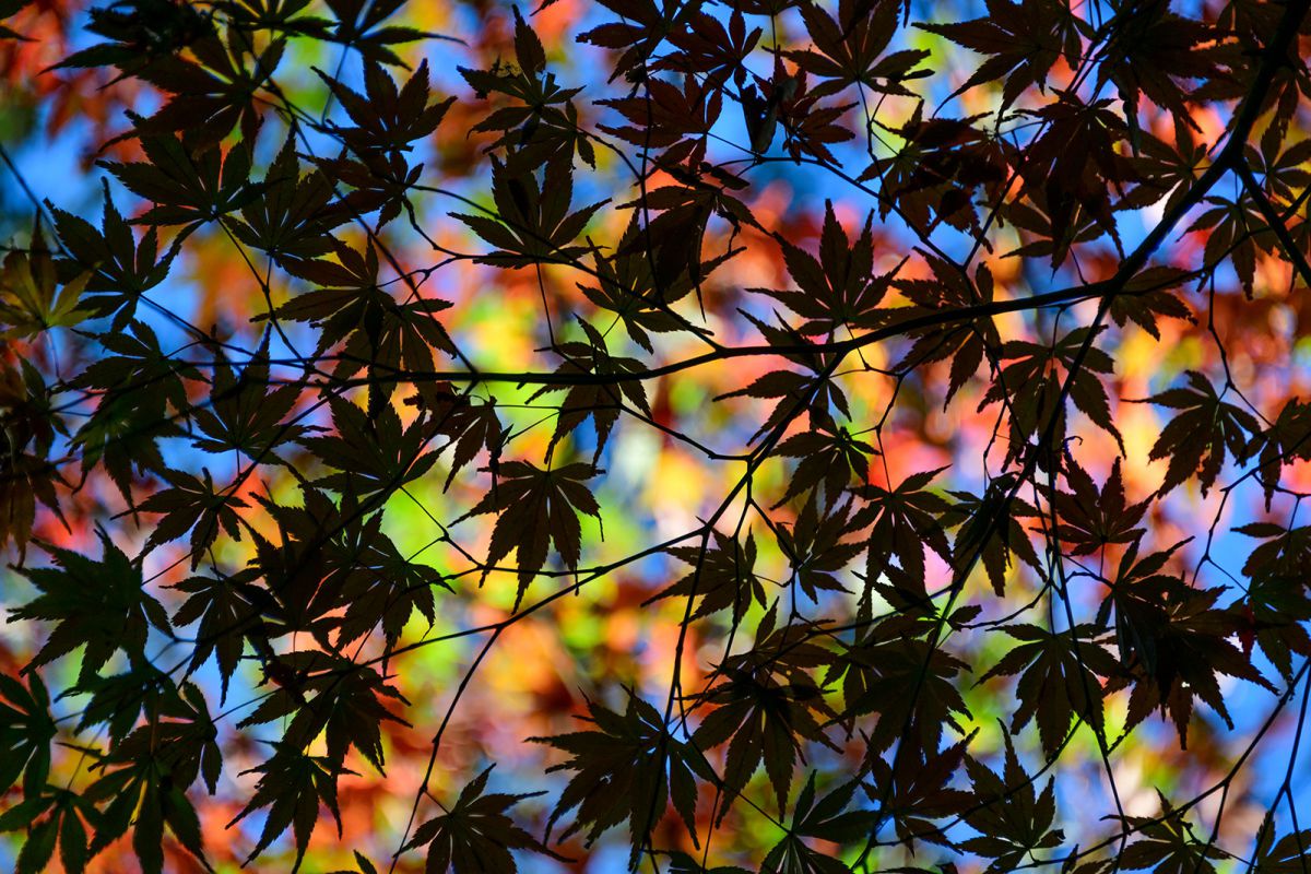 shadow screen | GANREF