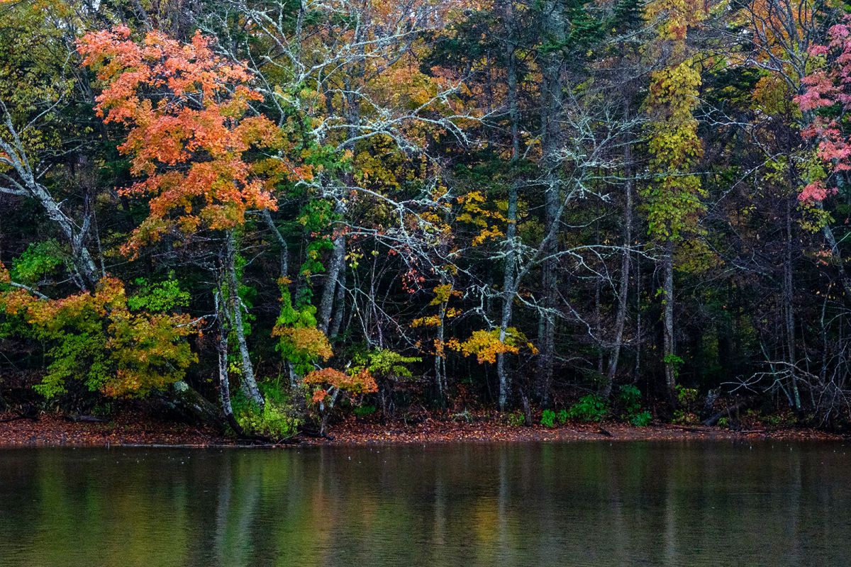 Autumn Scene | GANREF