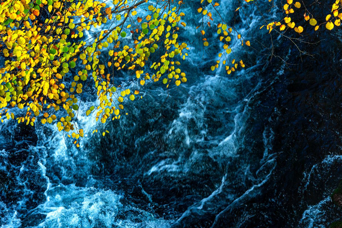 Colored leaves | GANREF