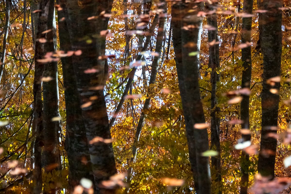 足元の黄葉 | GANREF