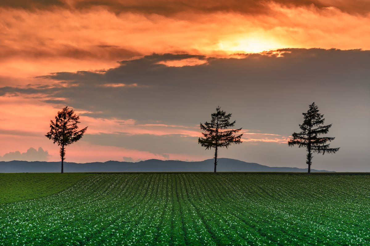 暮れる丘 | GANREF