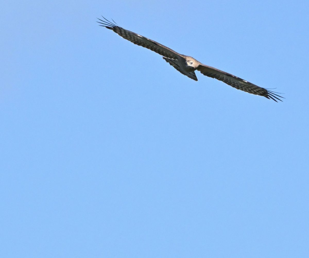 ハチクマ the Goal Keeper | GANREF