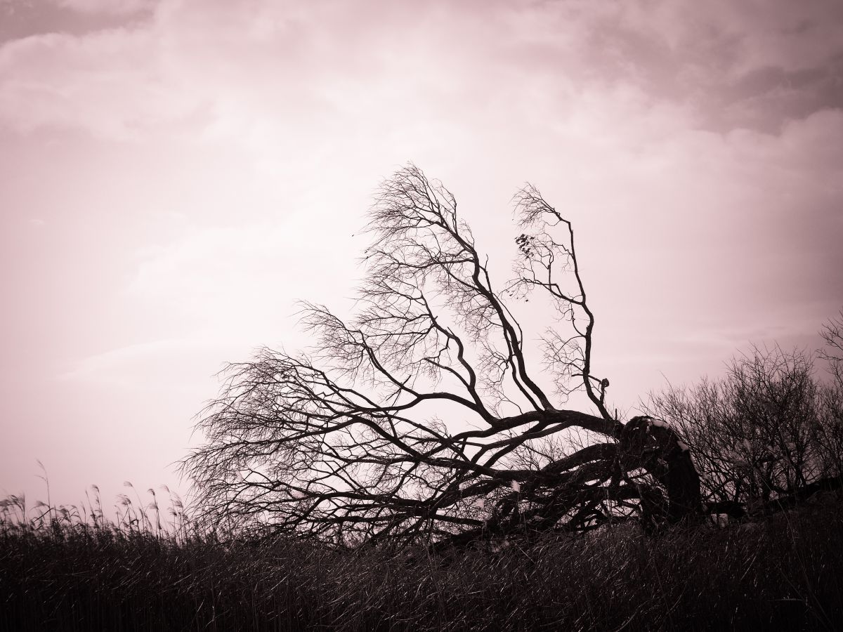 生命 ver.6 | GANREF