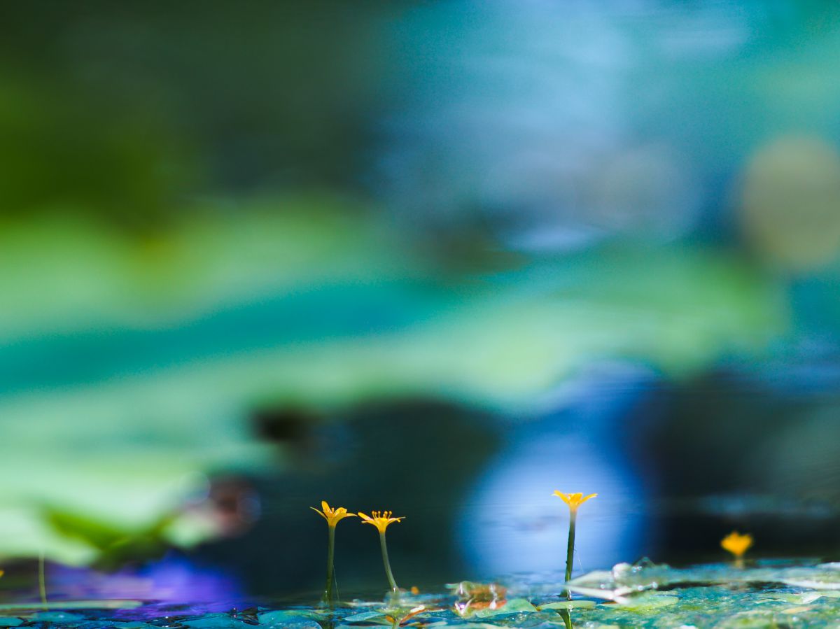 another world | GANREF