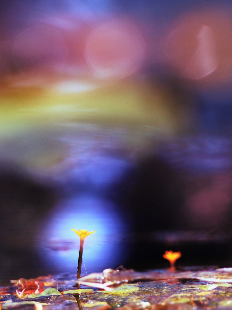 another planet | GANREF