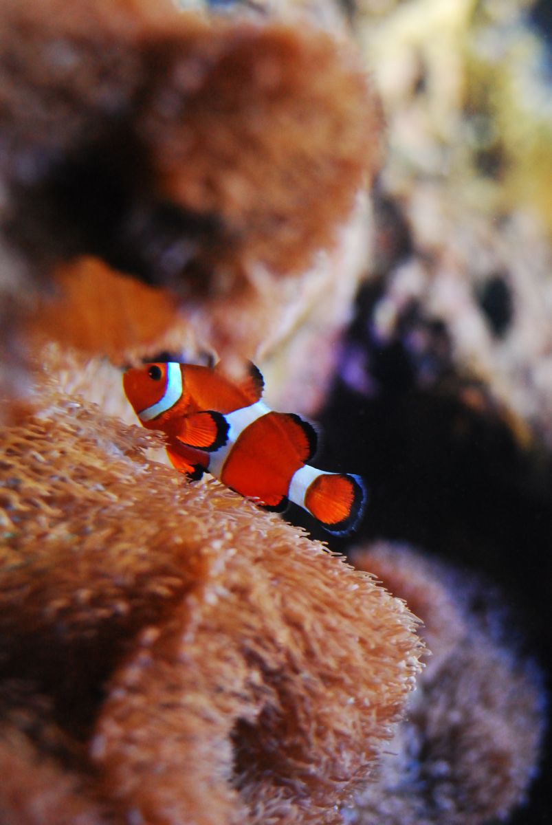 Little fish | GANREF