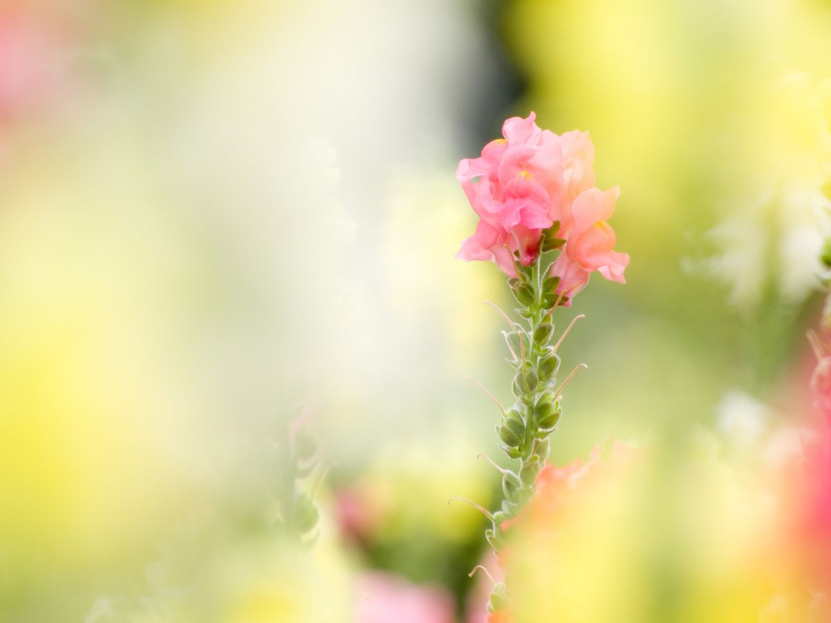 キンギョソウ | GANREF