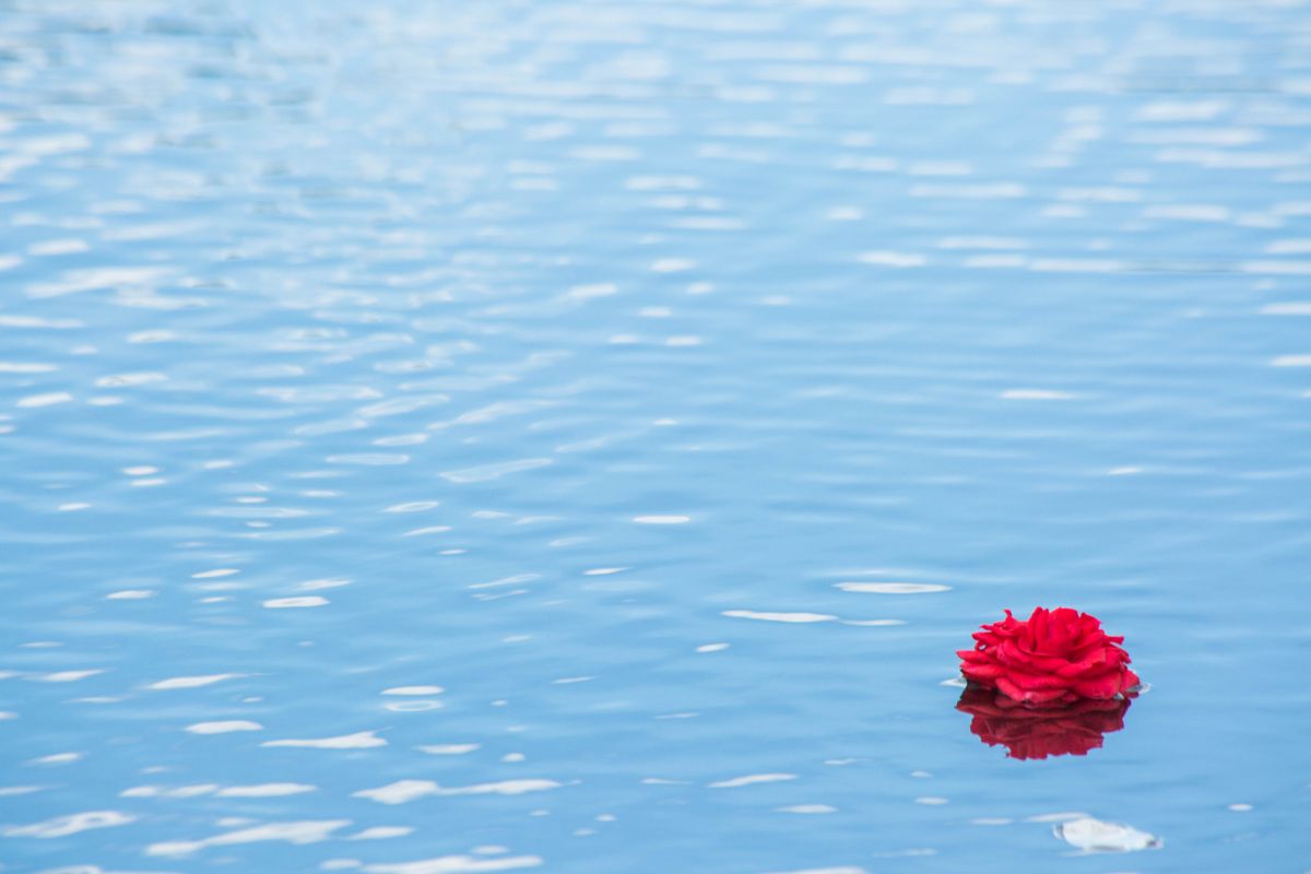 blue water & red rose | GANREF