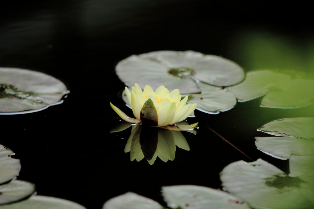 Water lily | GANREF