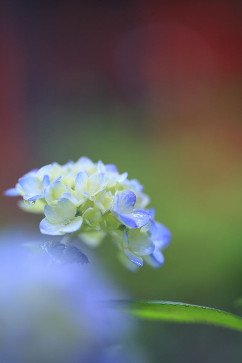 Lovely Rain. | GANREF