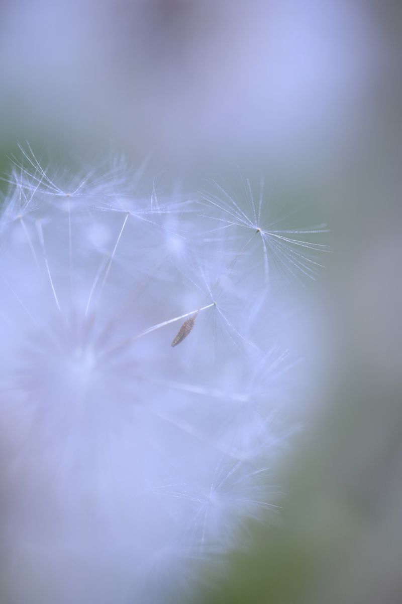 飛び立つ | GANREF