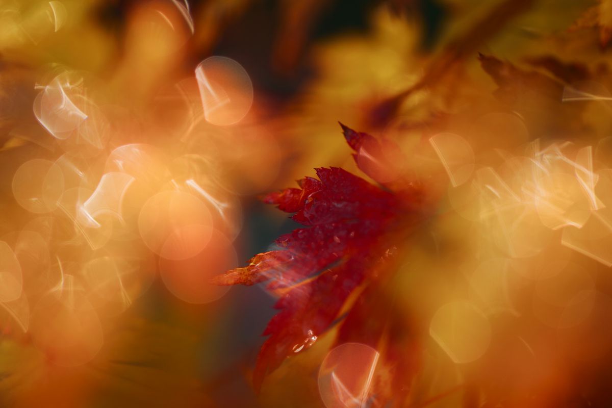 Red leaf... | GANREF