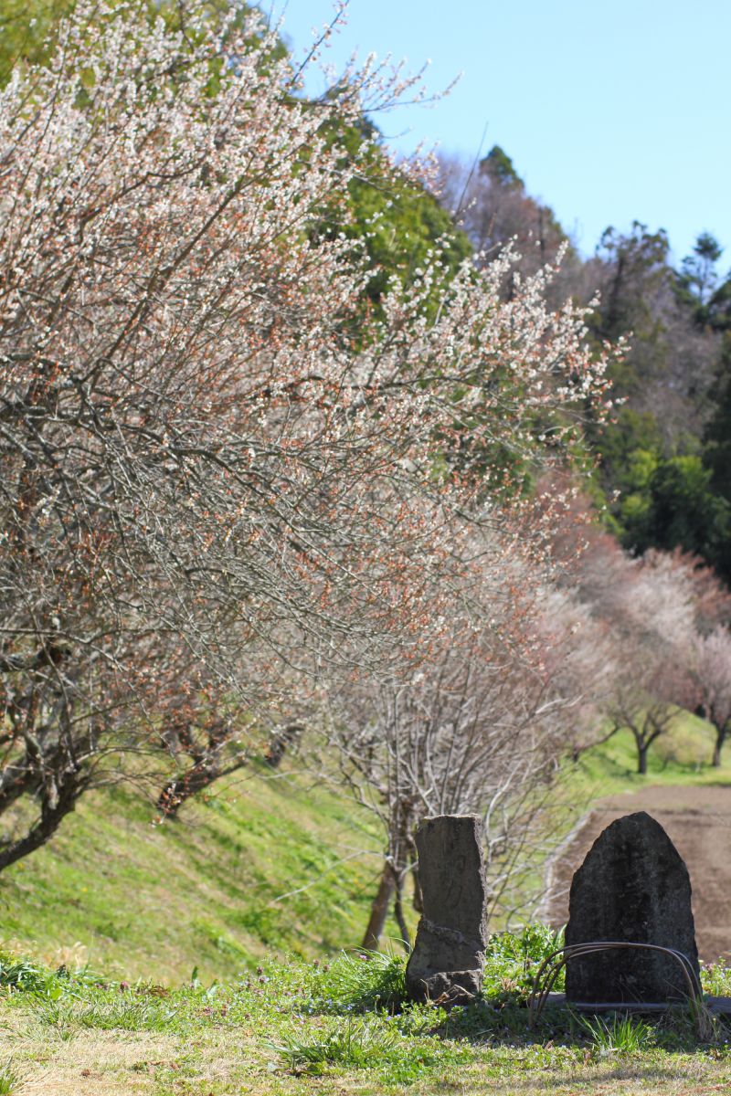 春うらら | GANREF