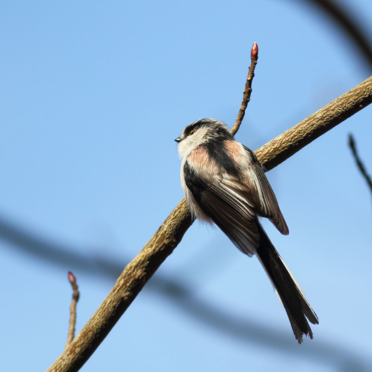 Long tailed tit | GANREF