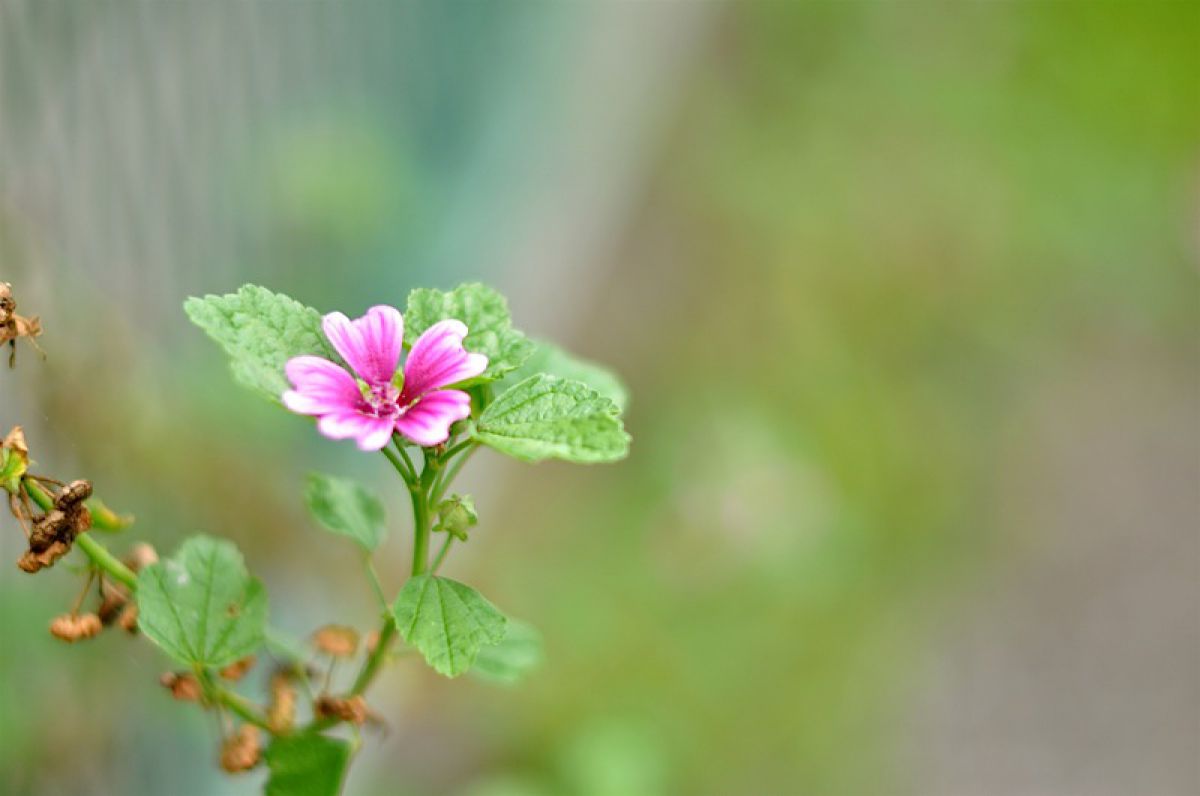 Pink flower | GANREF