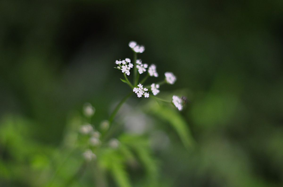 White flower | GANREF