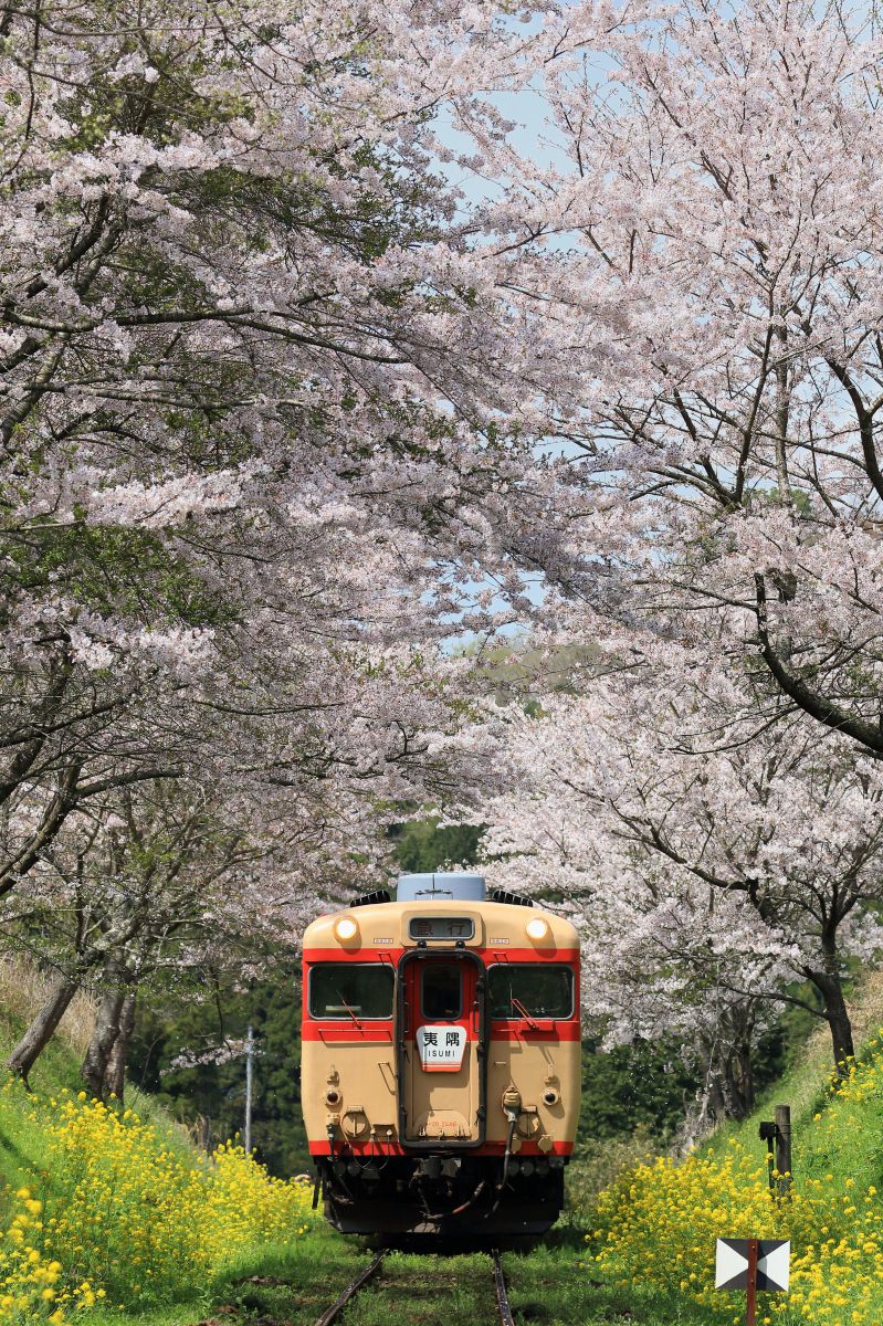 桜のトンネル | GANREF