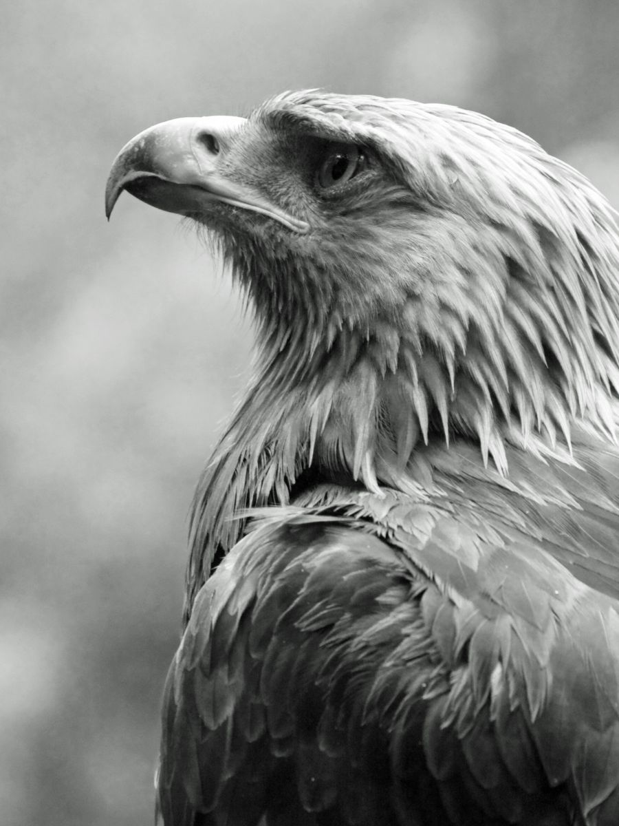 Golden eagle. | GANREF