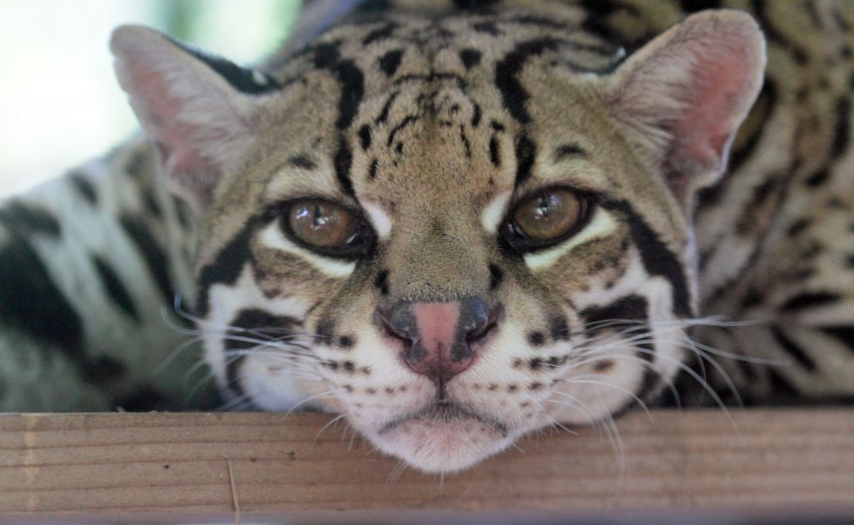 Babou(Salvador Dalí) ”Ocelot" wild cat. | GANREF